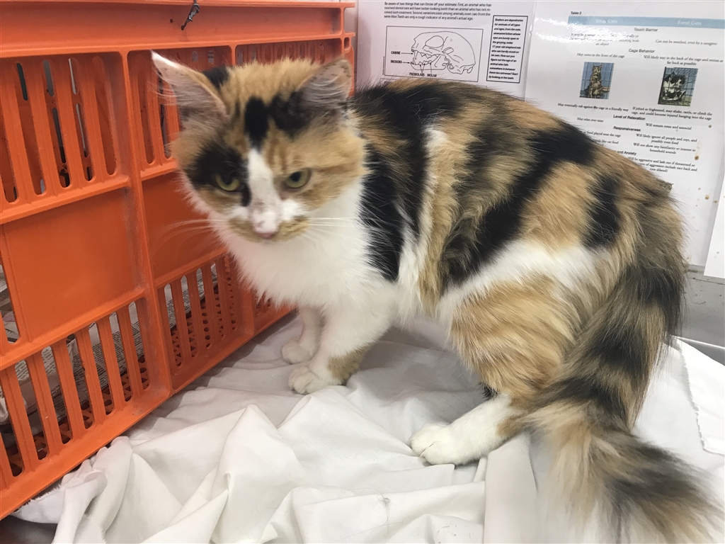 Creme Puff - Female Domestic Medium Hair Mix Cat in WA - PetRescue