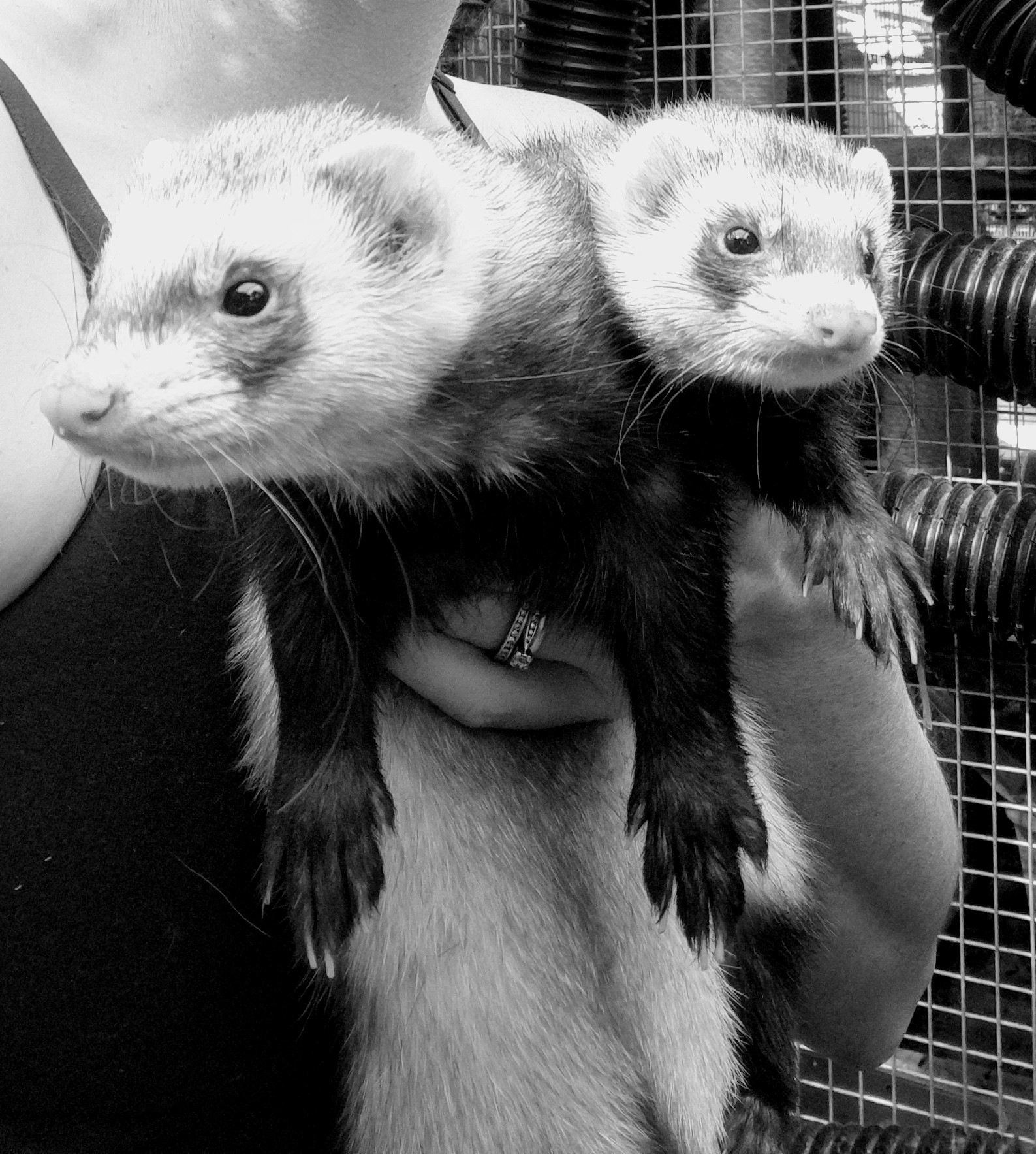 Pixie & Dijon - Female Ferret in VIC - PetRescue