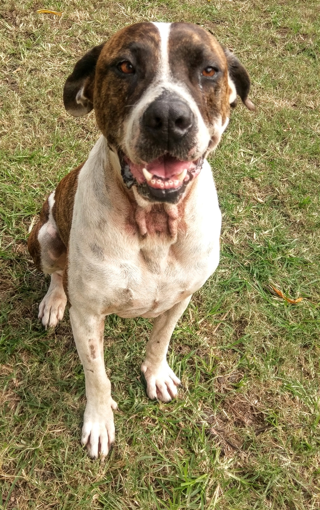 Leena - Large Female Boxer x Bull Arab Mix Dog in QLD - PetRescue