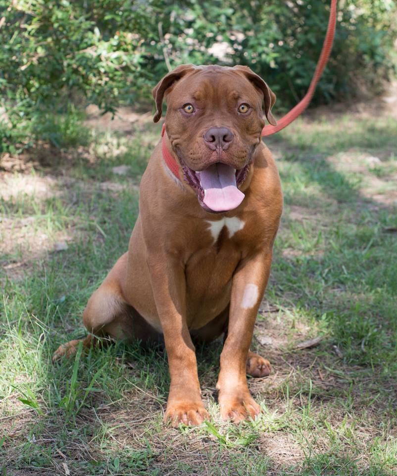 Hooch - Medium Male Dogue De Bordeaux Dog in NSW - PetRescue