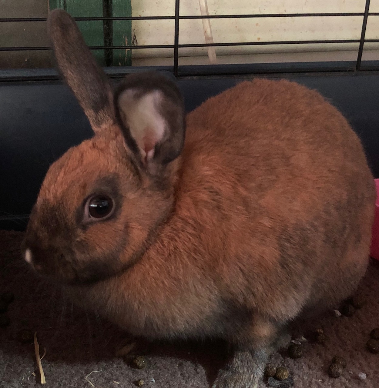 Tawny - Female Domestic Mix Rabbit in VIC - PetRescue