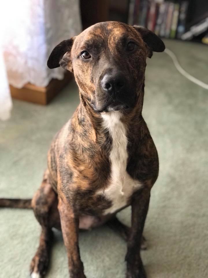 Milo - Large Male Cross Breed Dog in SA - PetRescue