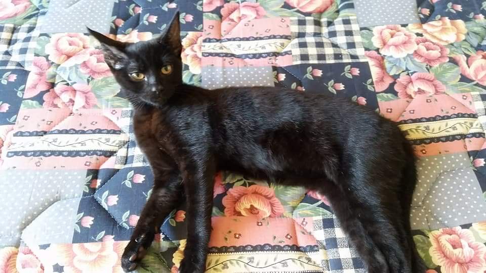 Bom bom - Female Bombay Mix Cat in QLD - PetRescue