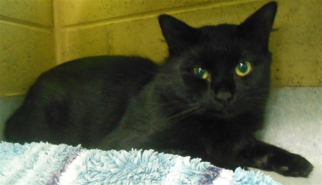 Leo - Male Manx Mix Cat in QLD - PetRescue