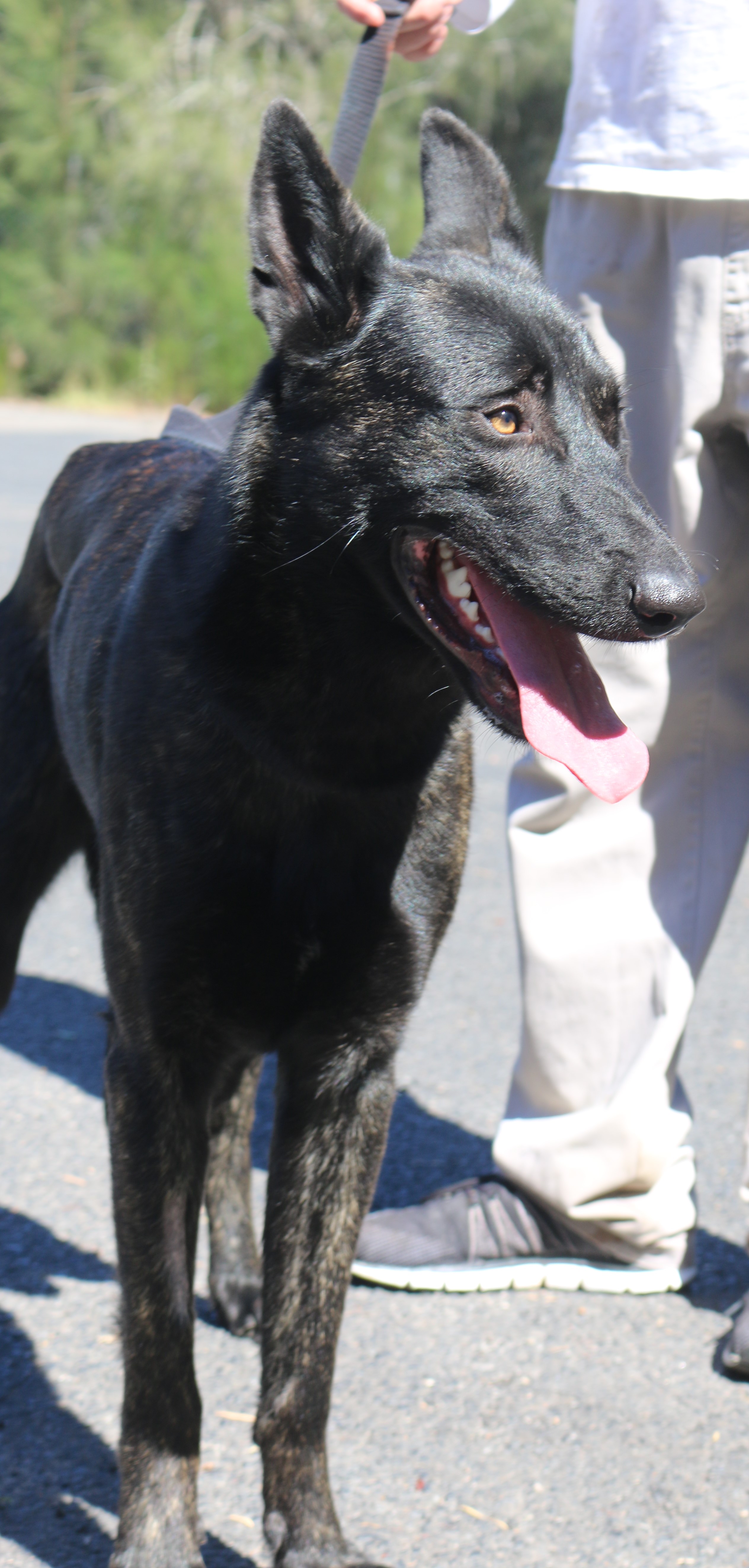 Zee - Medium Male Dutch Shepherd Dog in NSW - PetRescue