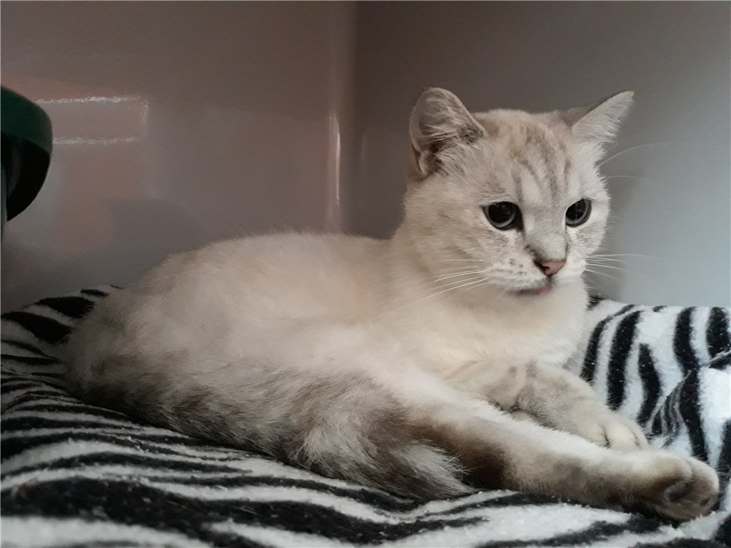 Angel - Female Chinchilla Mix Cat in QLD - PetRescue