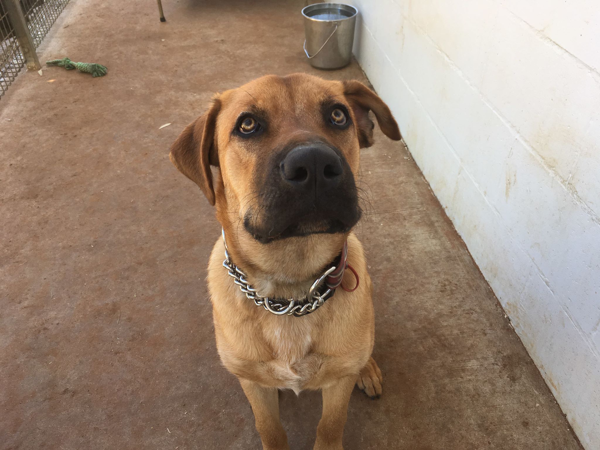 Max - Medium Male Rhodesian Ridgeback Mix Dog in QLD - PetRescue