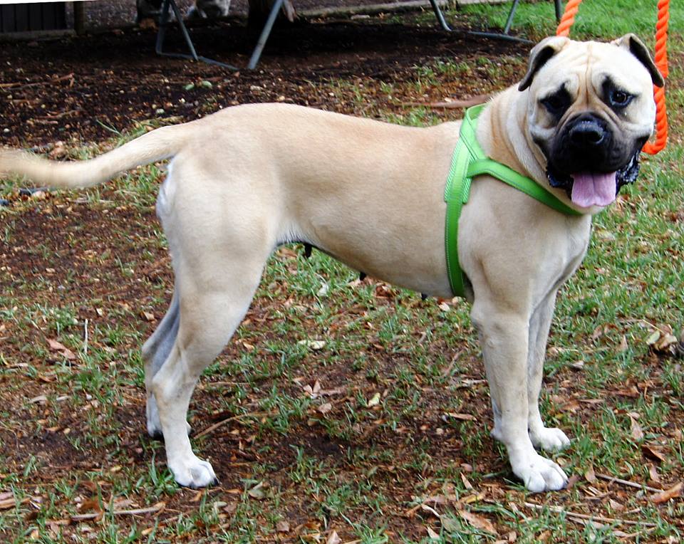 Bullmastiff Rescue Aust - PetRescue