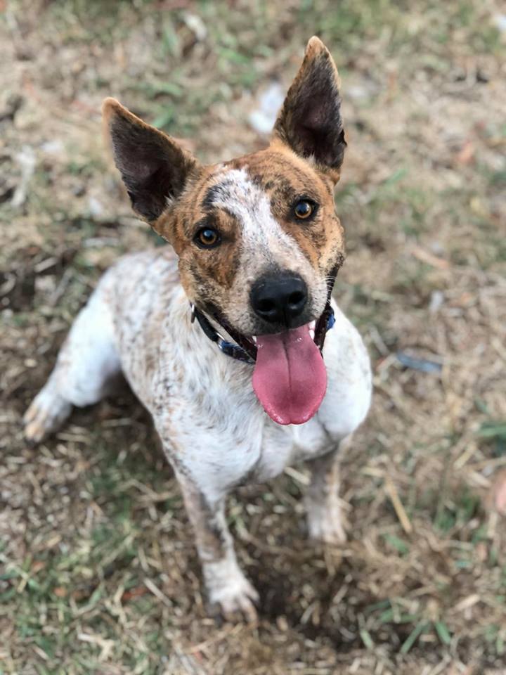 Stumpy - Medium Male Australian Stumpy Tail Cattle Dog x Red Heeler Mix ...