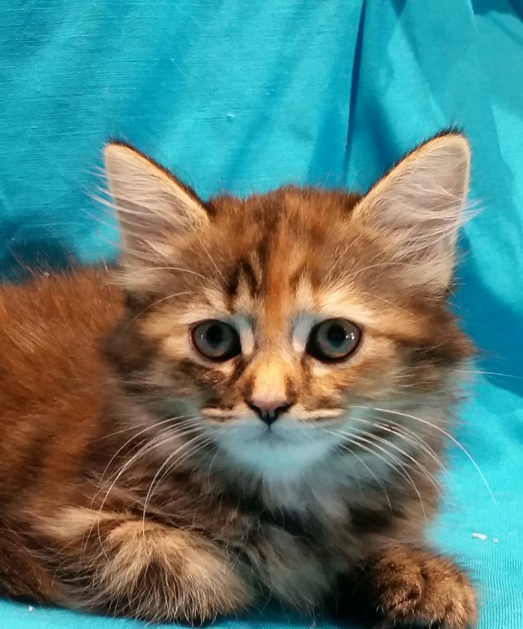 Harper - Female Domestic Medium Hair Cat in QLD - PetRescue
