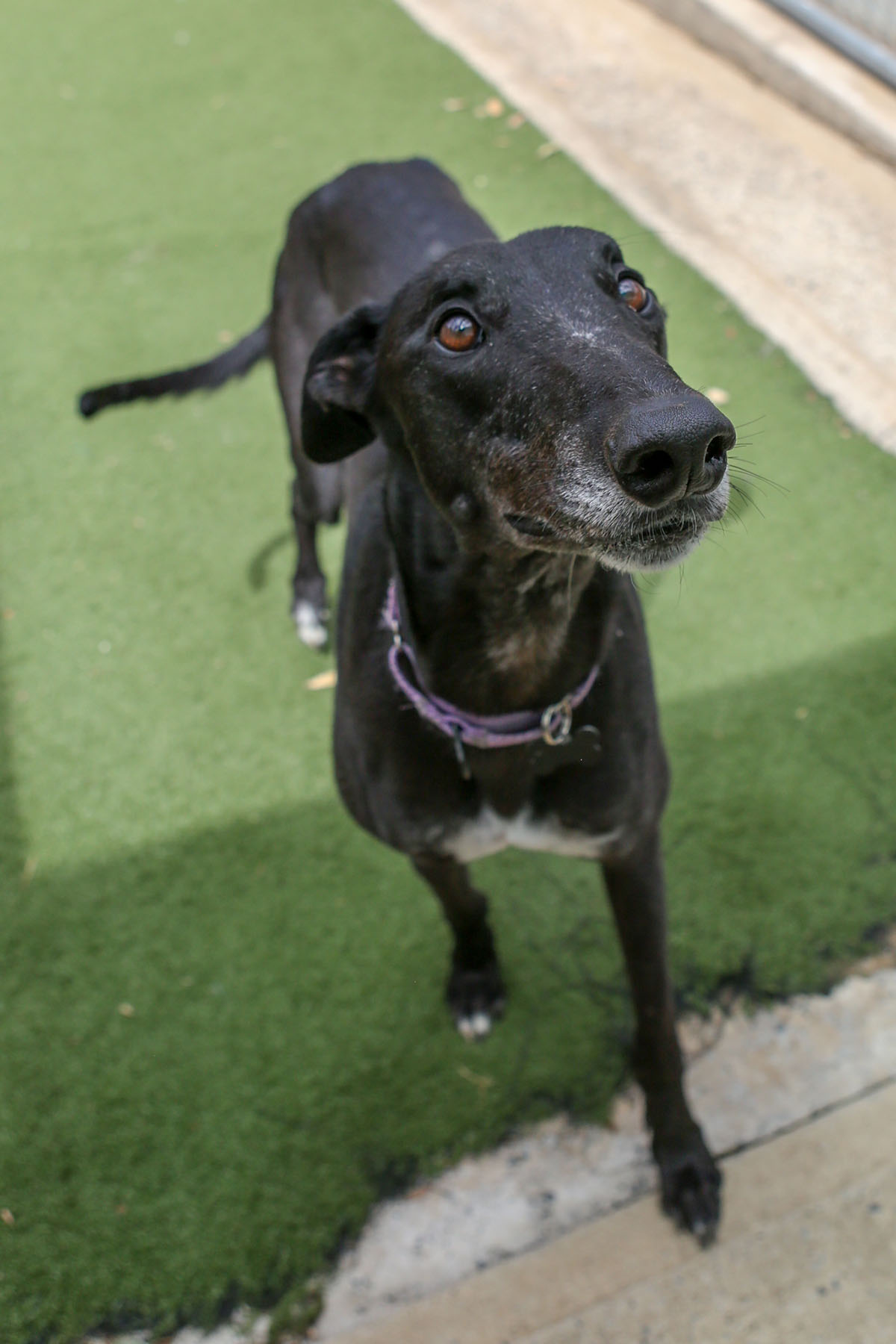 Zephyr (On Trial) - Large Male Greyhound Dog in NSW - PetRescue