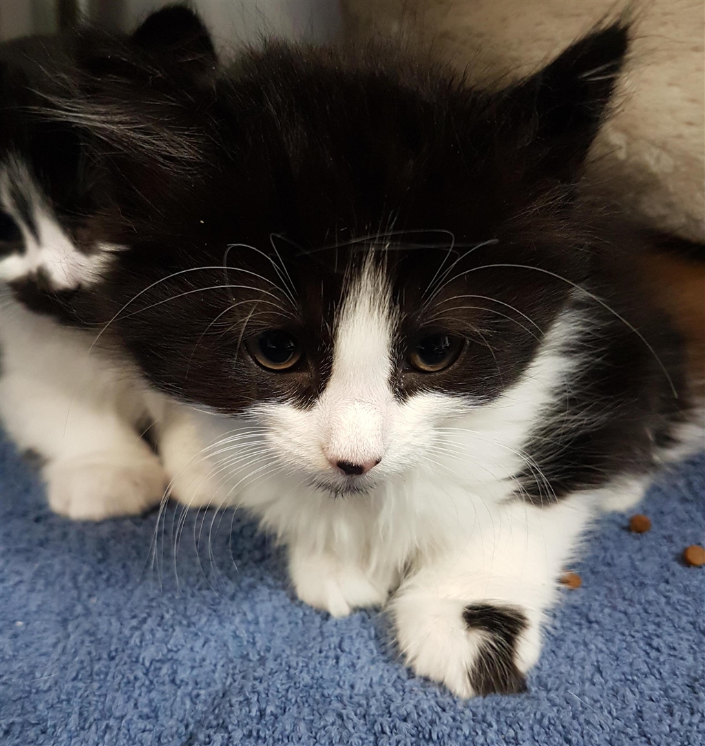 Eclair - Female Domestic Medium Hair Cat in ACT - PetRescue