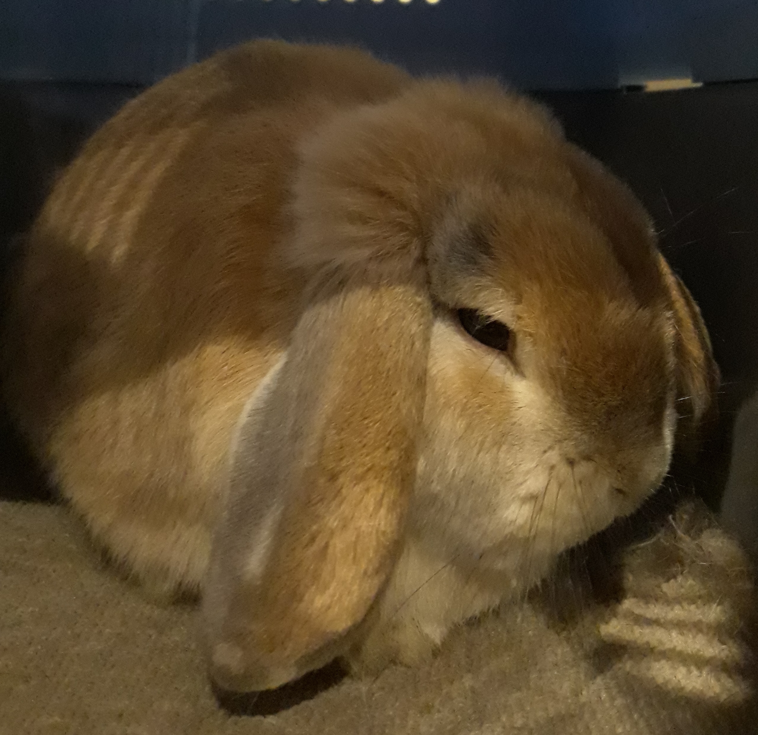 Toast - Male Mini Lop Rabbit in VIC - PetRescue
