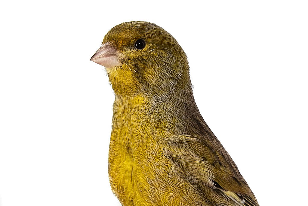 Chipper - Male Bird in NSW - PetRescue