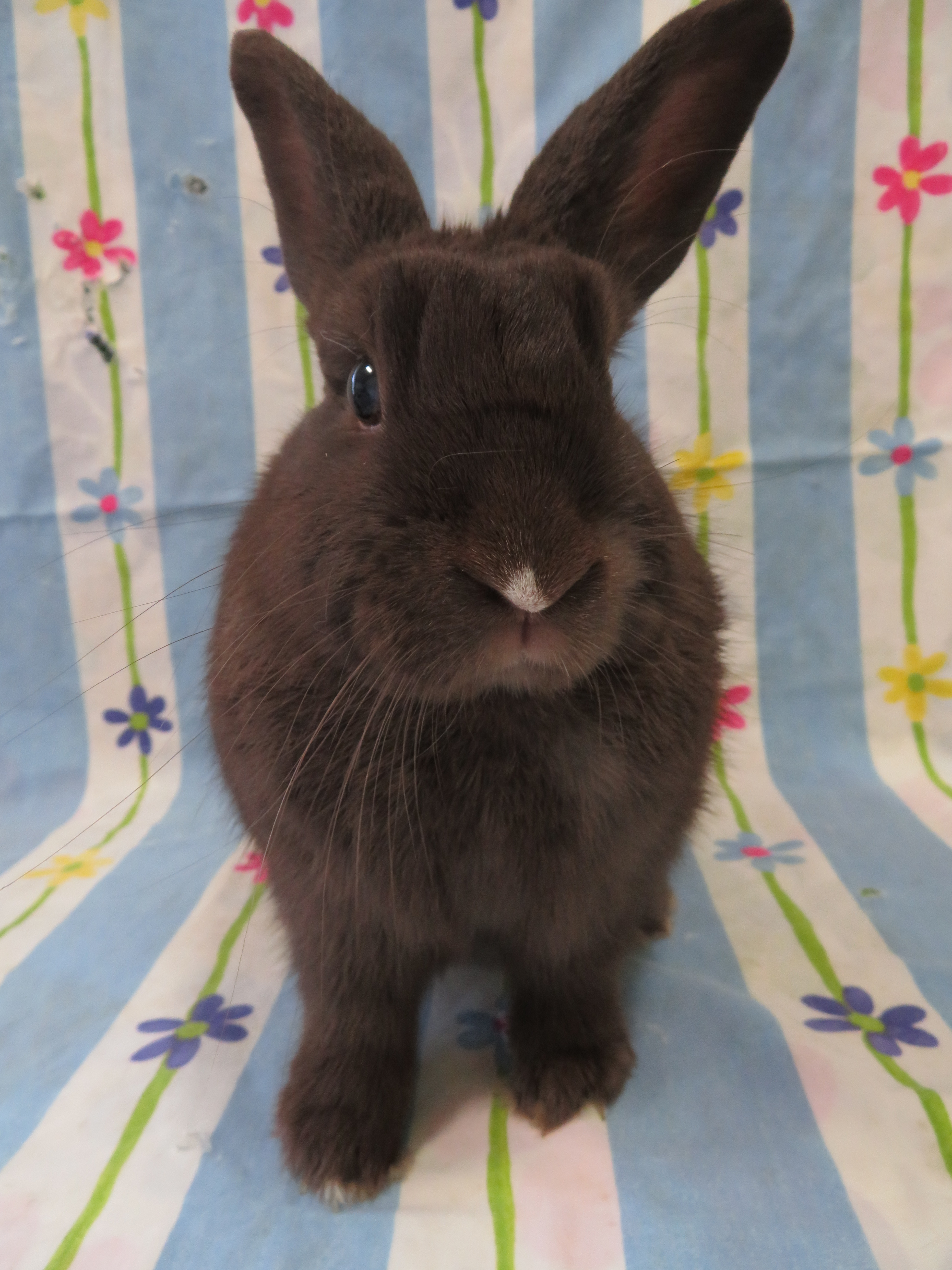 Ron - Male Rabbit in VIC - PetRescue