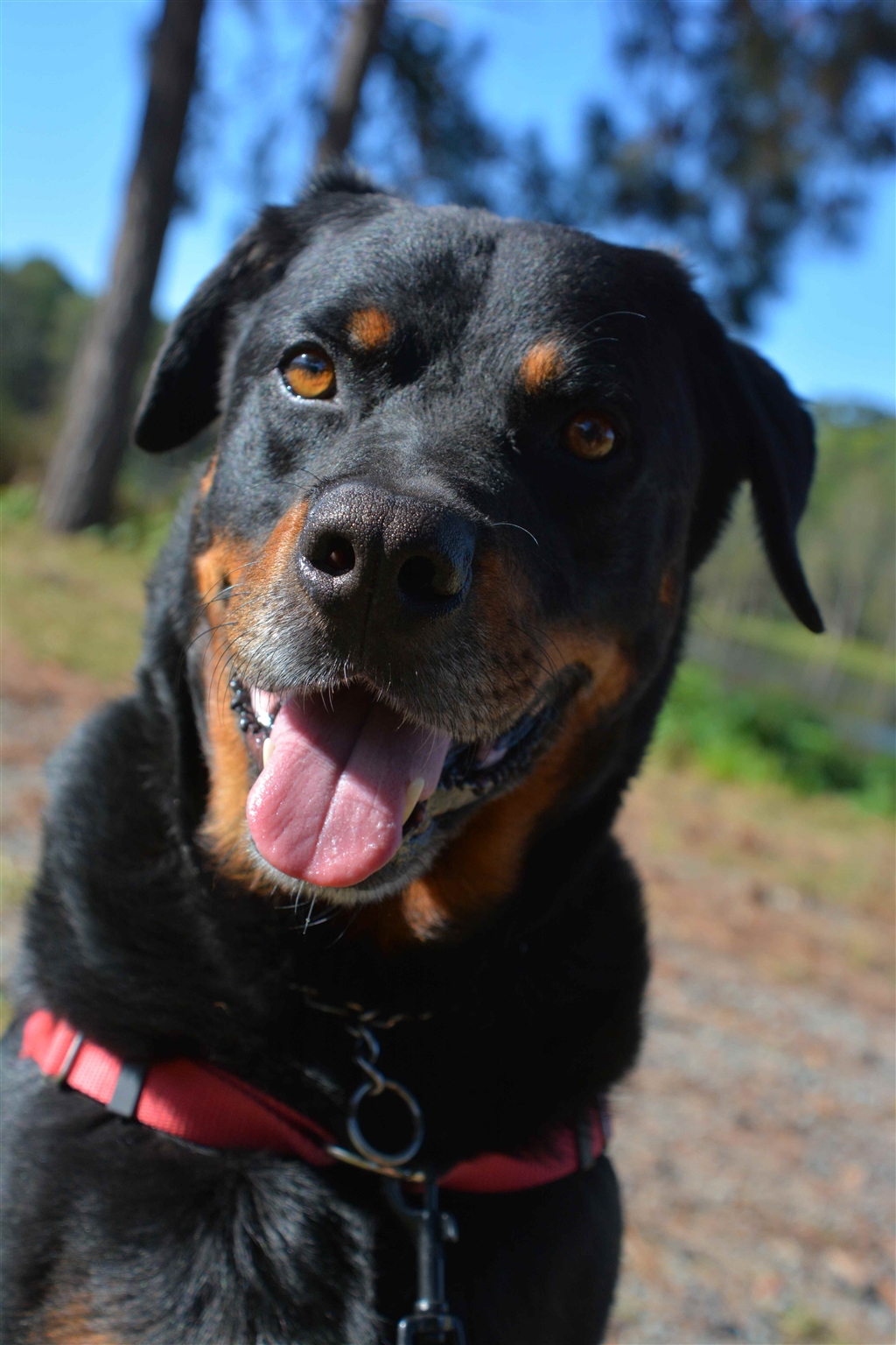 Patch - Large Male Rottweiler Dog in QLD - PetRescue