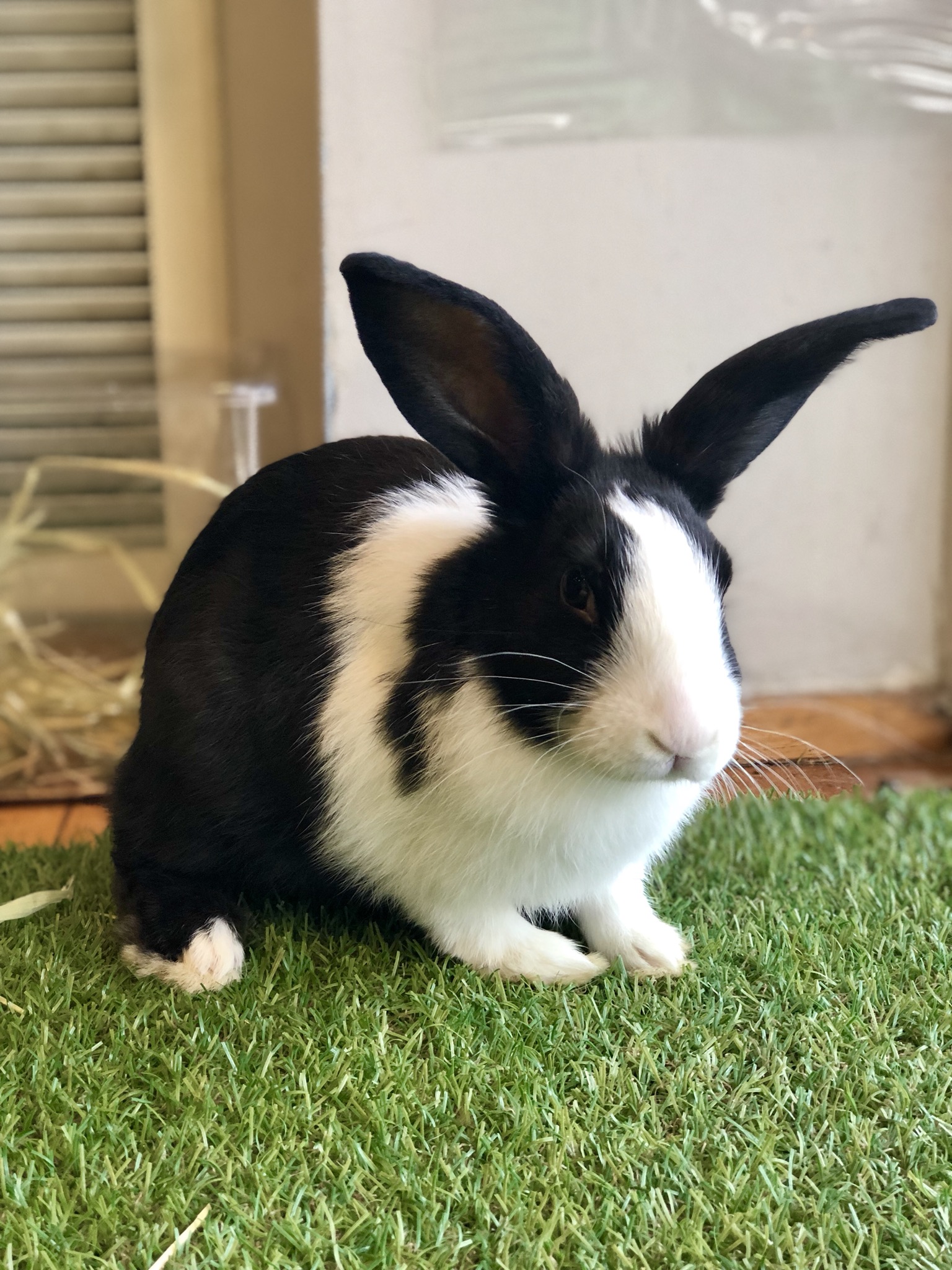 Beryl - Female New Zealand White Rabbit in VIC - PetRescue