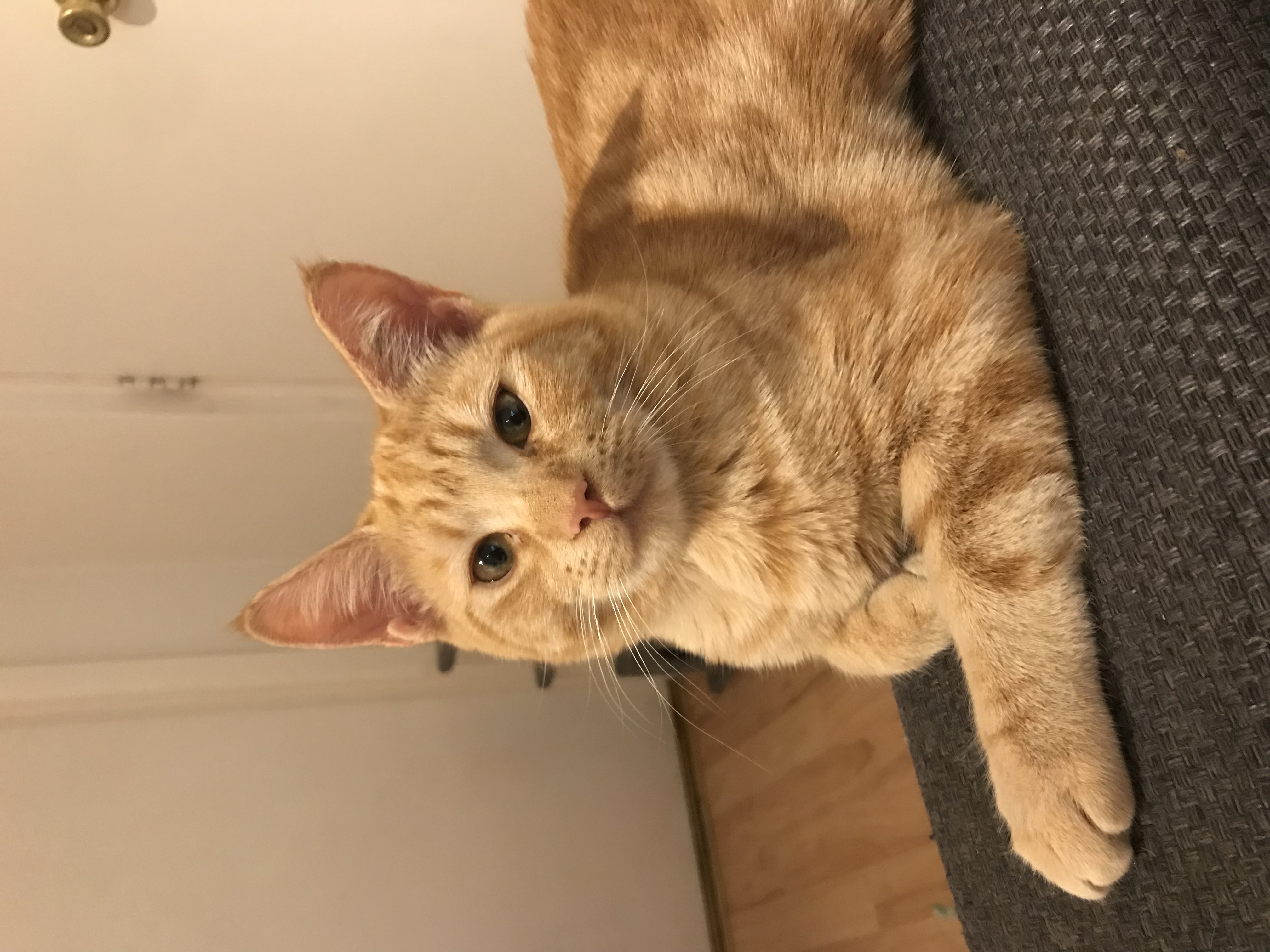 Bellamy - Male Domestic Short Hair Cat in VIC - PetRescue
