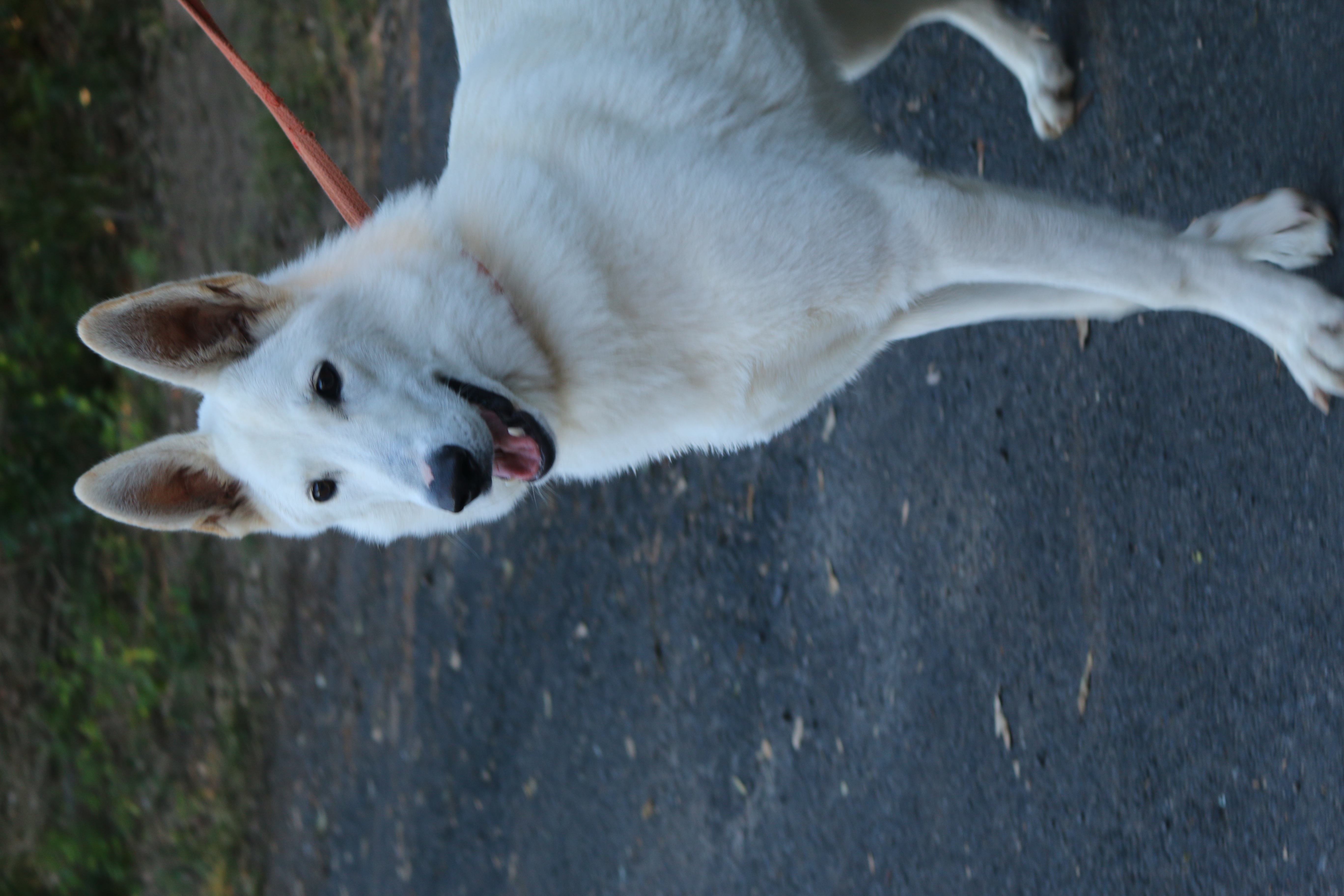 Luna - Large Female White Shepherd Dog Dog in NSW - PetRescue