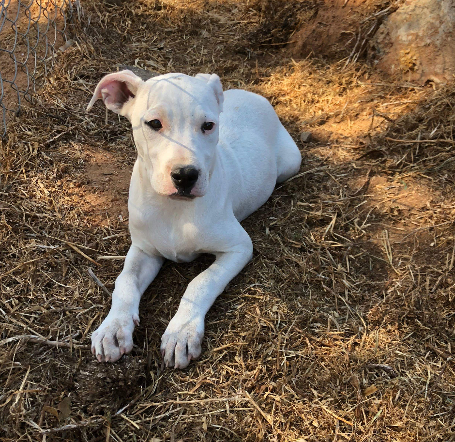 Jazzy - Medium Female Bull Arab x Cross Breed Dog in WA - PetRescue
