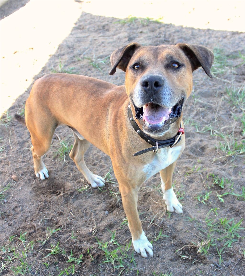 Tank - Large Male Rottweiler x American Staffordshire Bull Terrier Mix ...