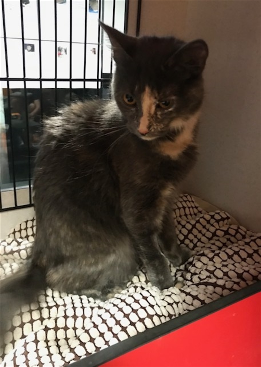Squirrel - Female Domestic Medium Hair Mix Cat in QLD - PetRescue