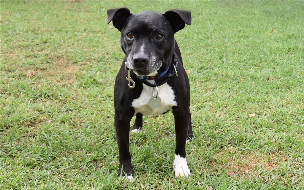 Thumper - Medium Male Staffy Mix Dog in VIC - PetRescue
