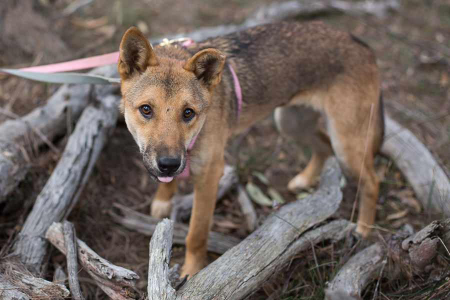 Sydney Fox and Dingo Rescue - PetRescue