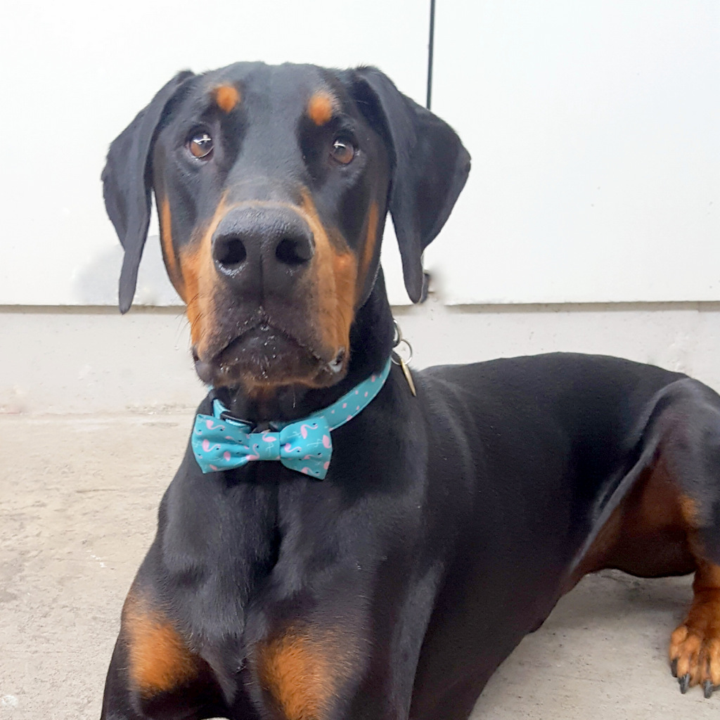 Archie - Large Male Doberman Dog in VIC - PetRescue
