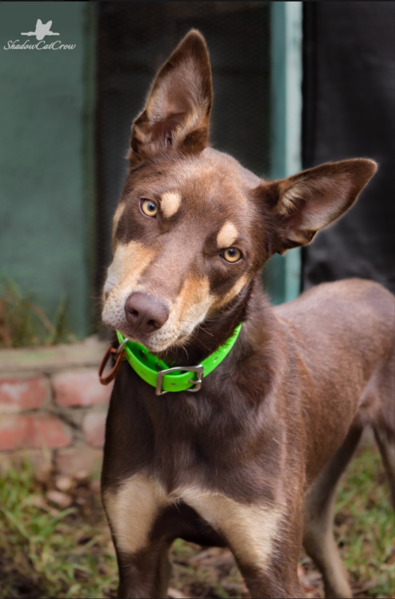 Buddy - Medium Male Kelpie Dog in VIC - PetRescue