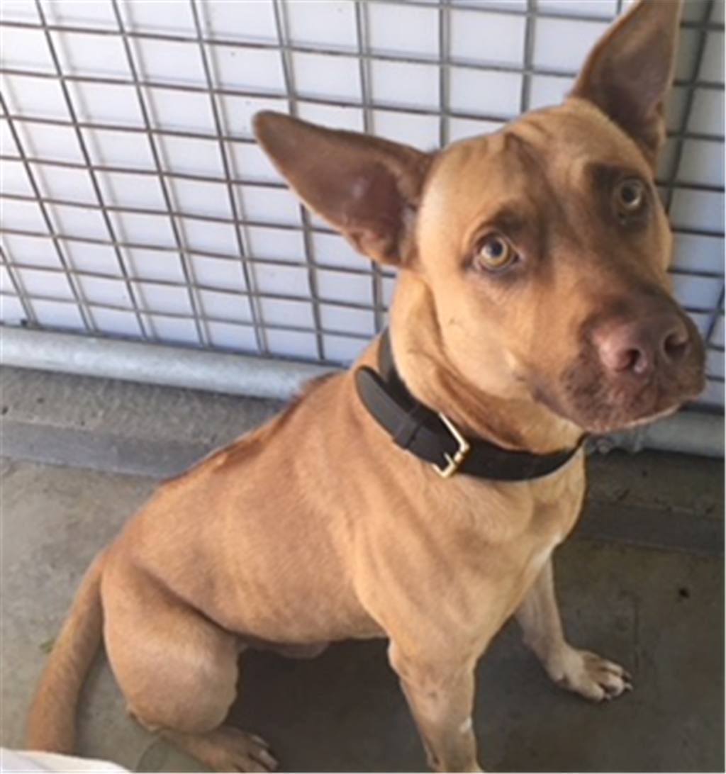 Hutchie - Medium Male Rhodesian Ridgeback x American Staffordshire Bull ...