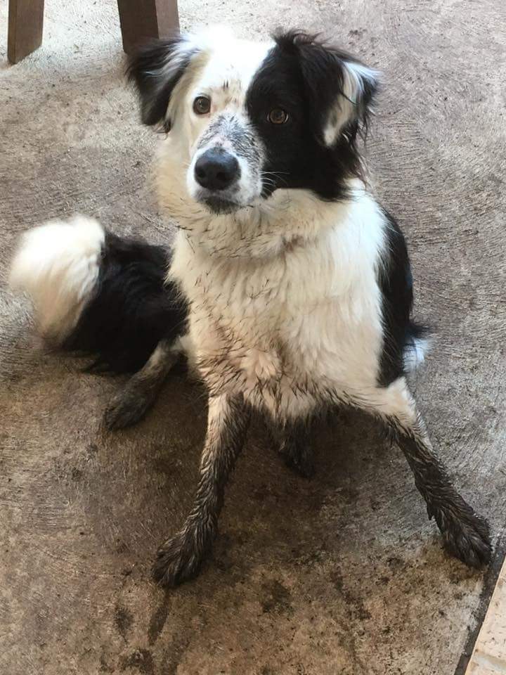 Sadie - Medium Female Border Collie Dog in VIC - PetRescue
