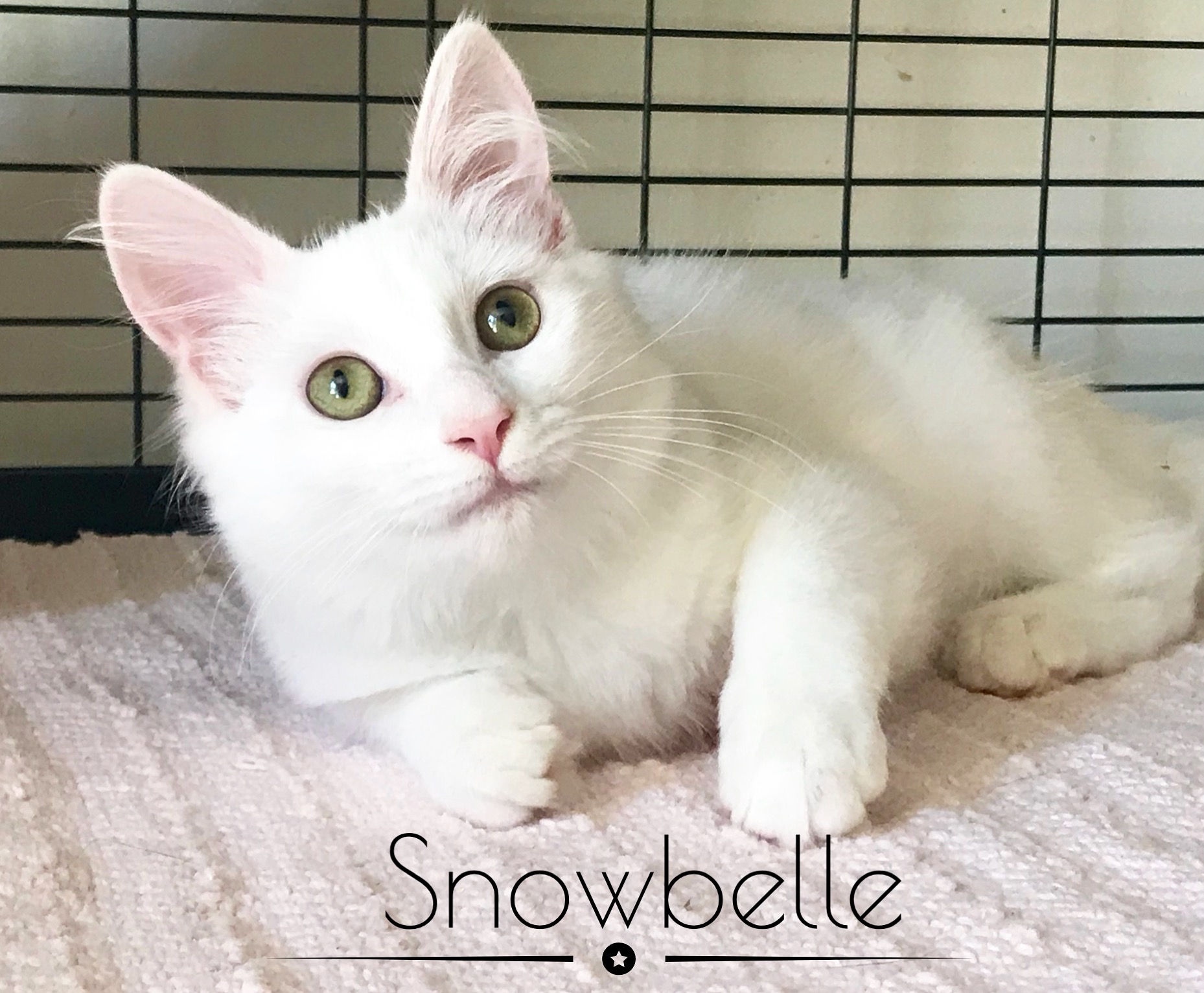 Snowbell - Female Angora Mix Cat in NSW - PetRescue