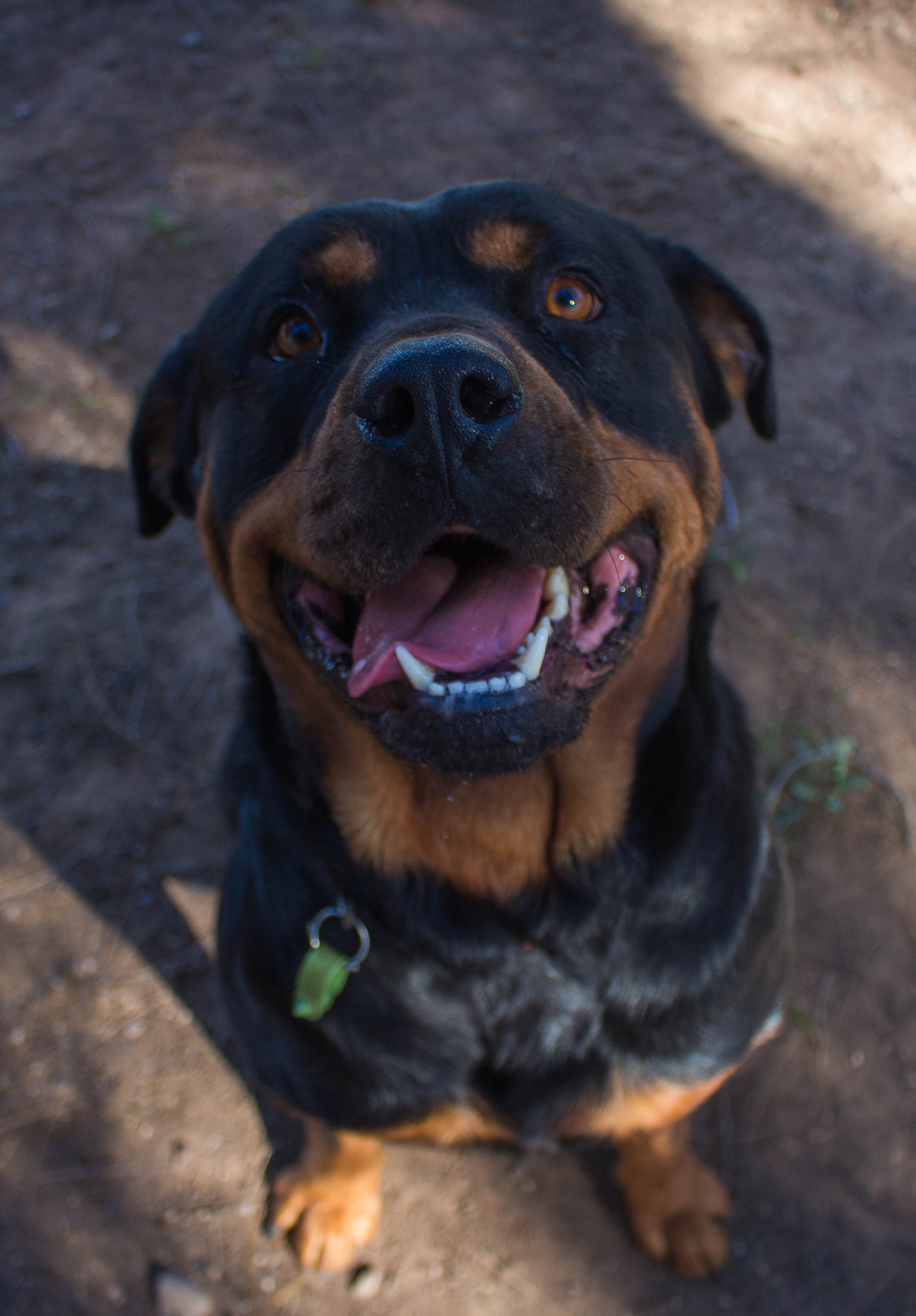 Turbo - Large Male Rottweiler Dog in NSW - PetRescue