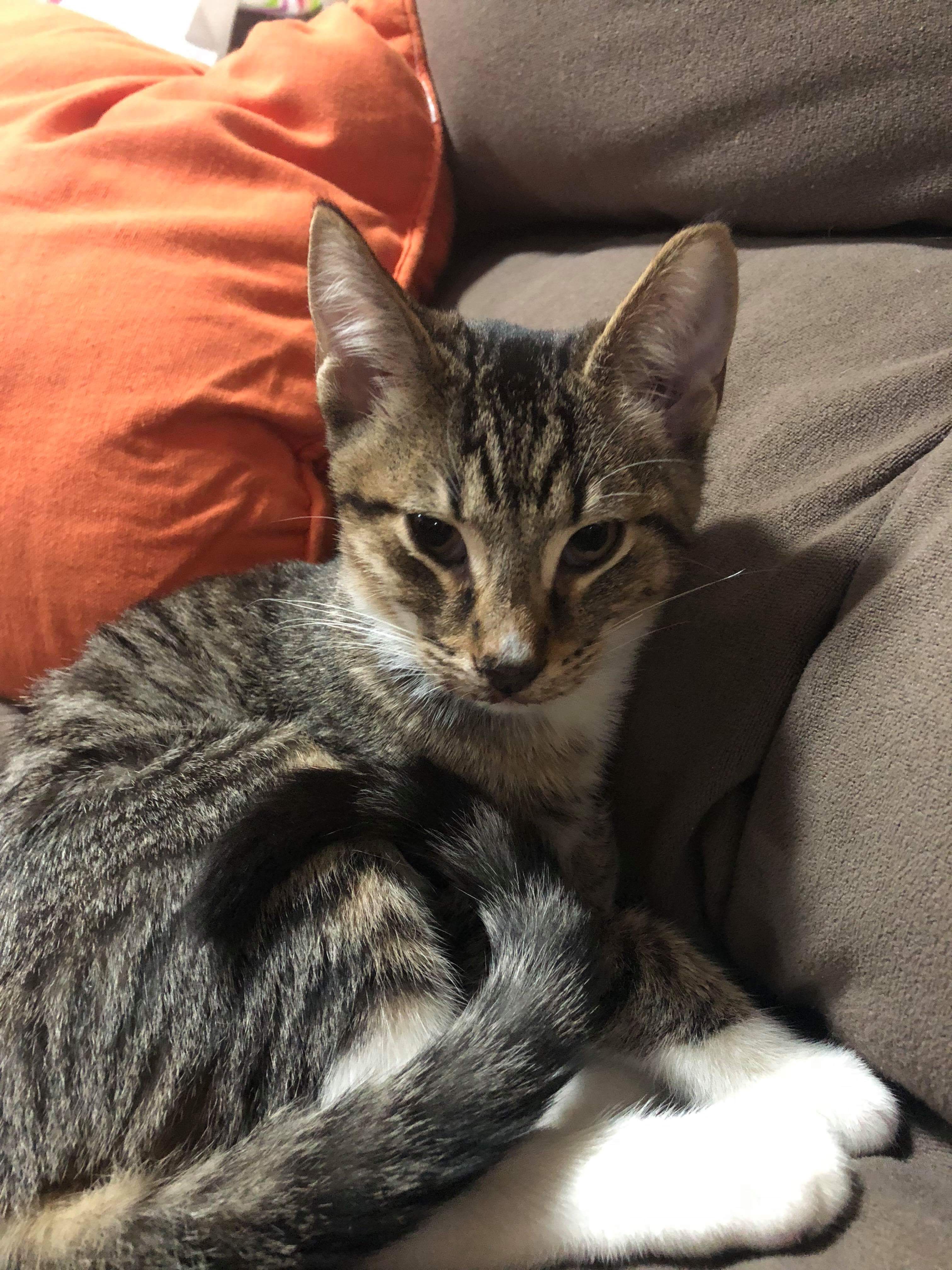 Meelo - Male Domestic Short Hair Cat in NSW - PetRescue