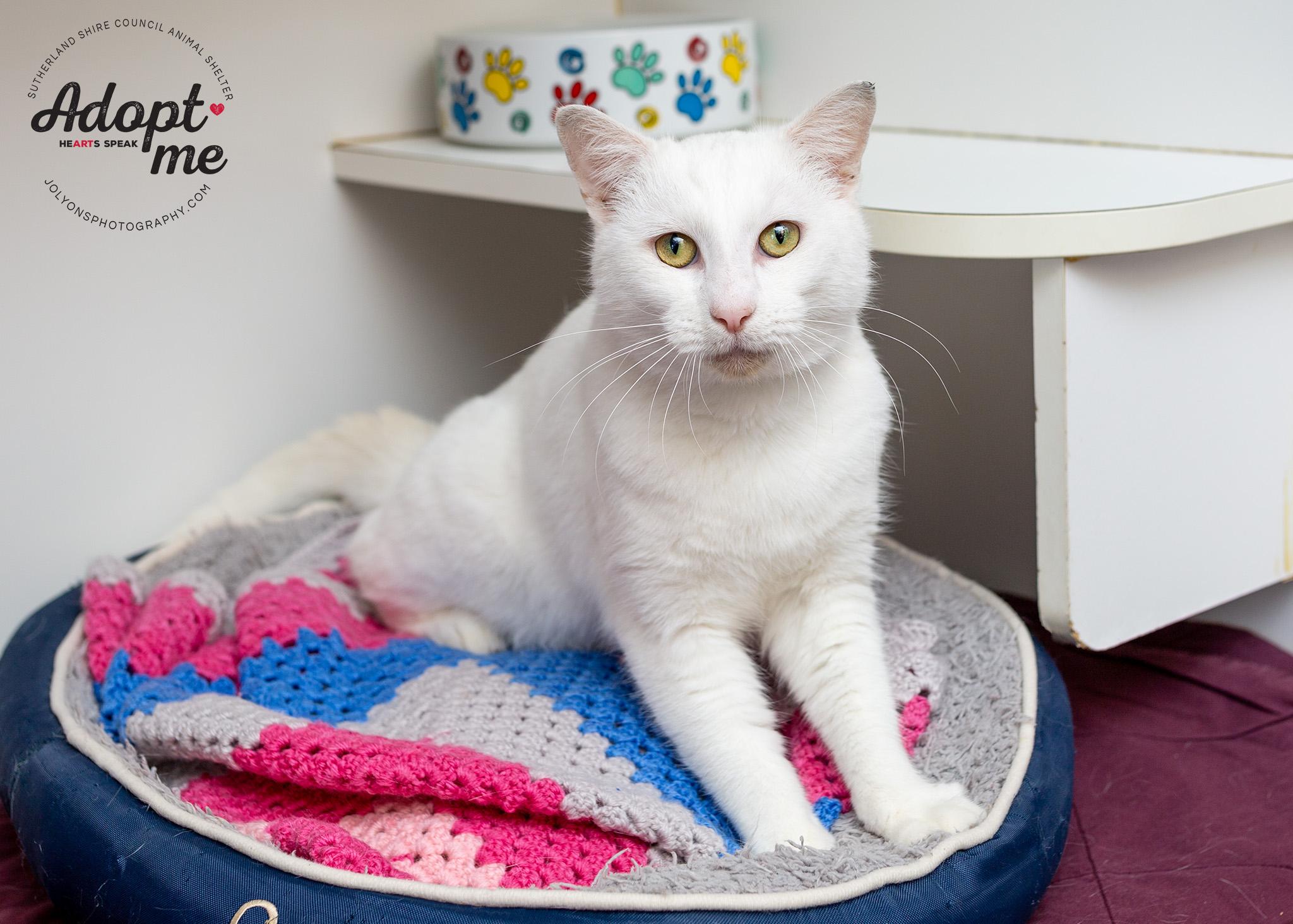 Dimples - Male Domestic Short Hair Cat in NSW - PetRescue