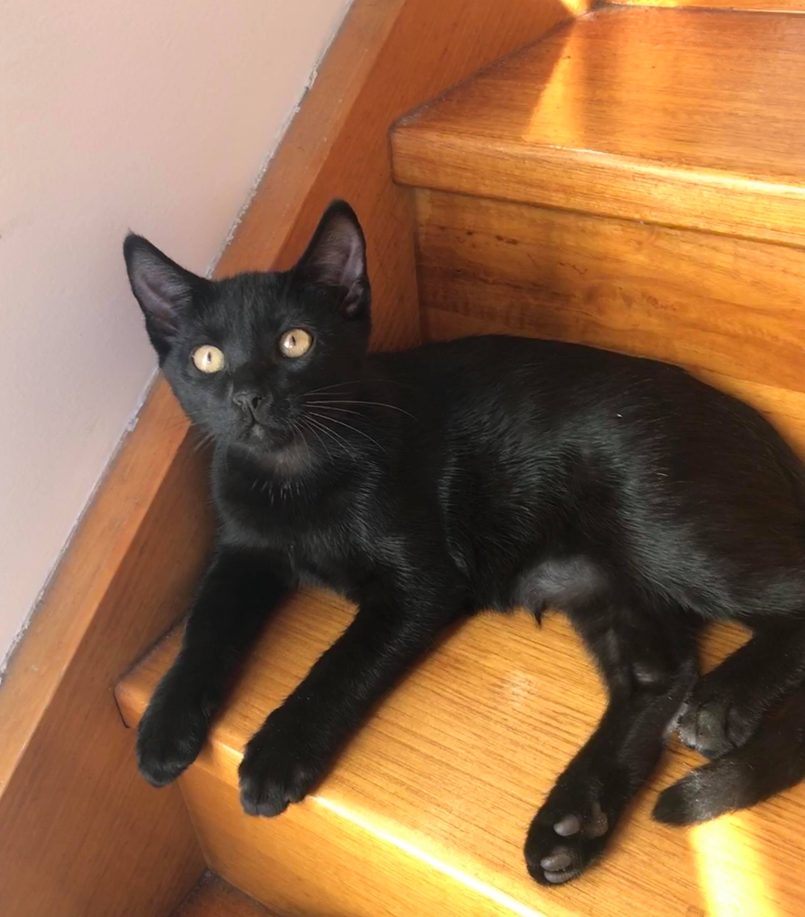 Edwina - Female Domestic Short Hair Cat in QLD - PetRescue