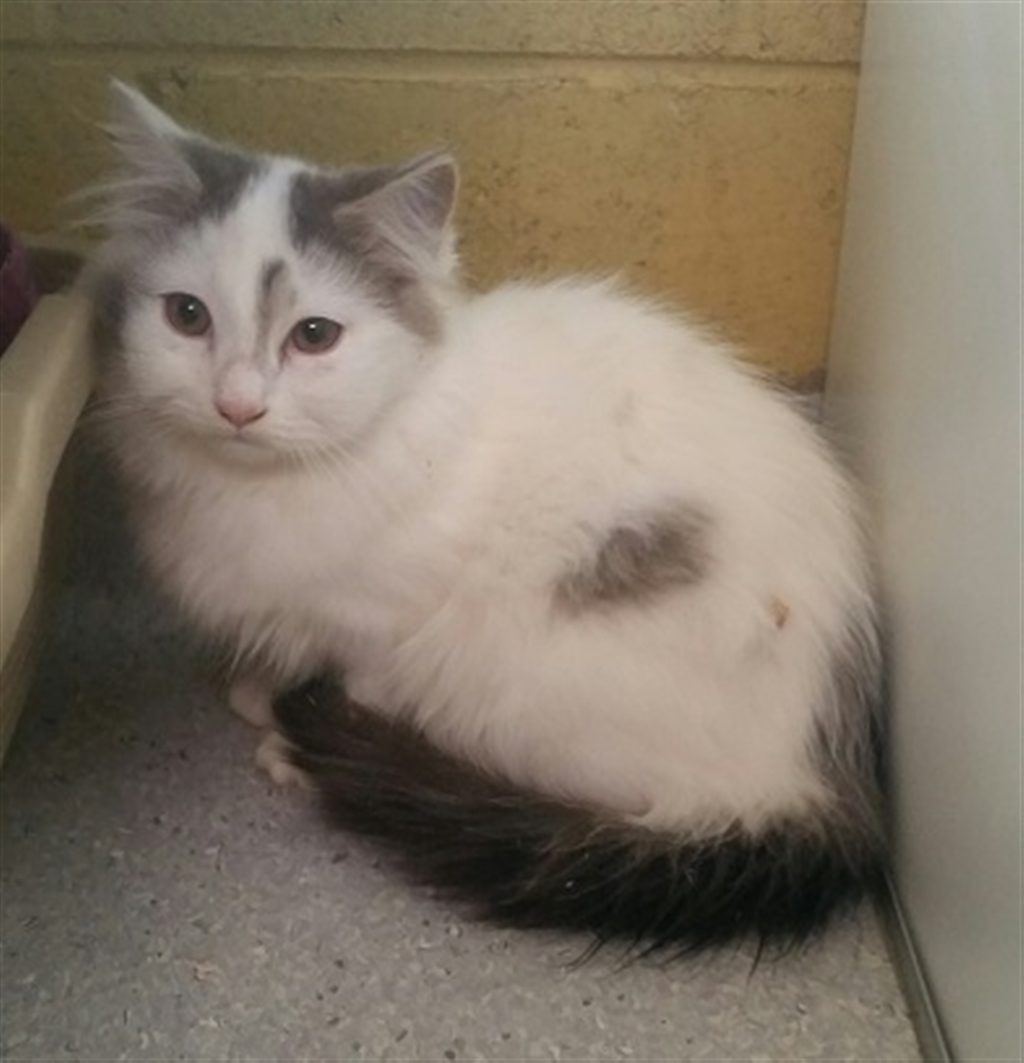 Casey - Female Turkish Van Mix Cat in QLD - PetRescue