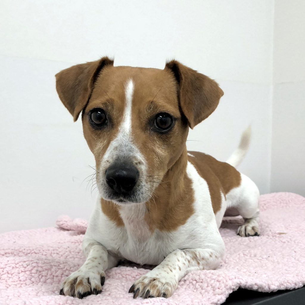 Bouncer - Small Male Jack Russell Terrier Dog in VIC - PetRescue
