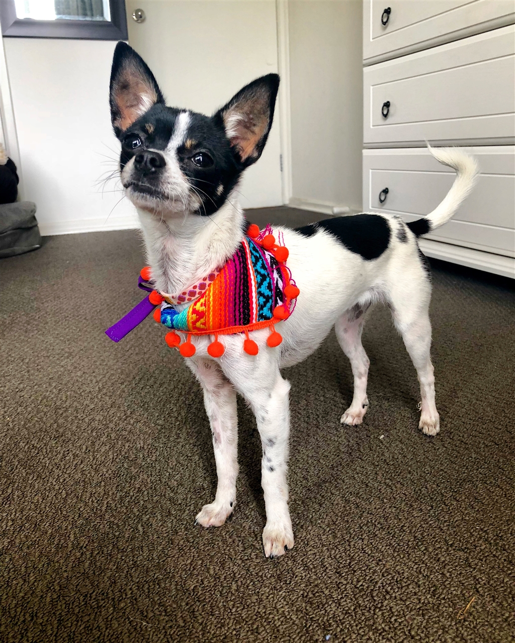 Spider(now Piper) - Small Female Chihuahua Mix Dog in VIC - PetRescue