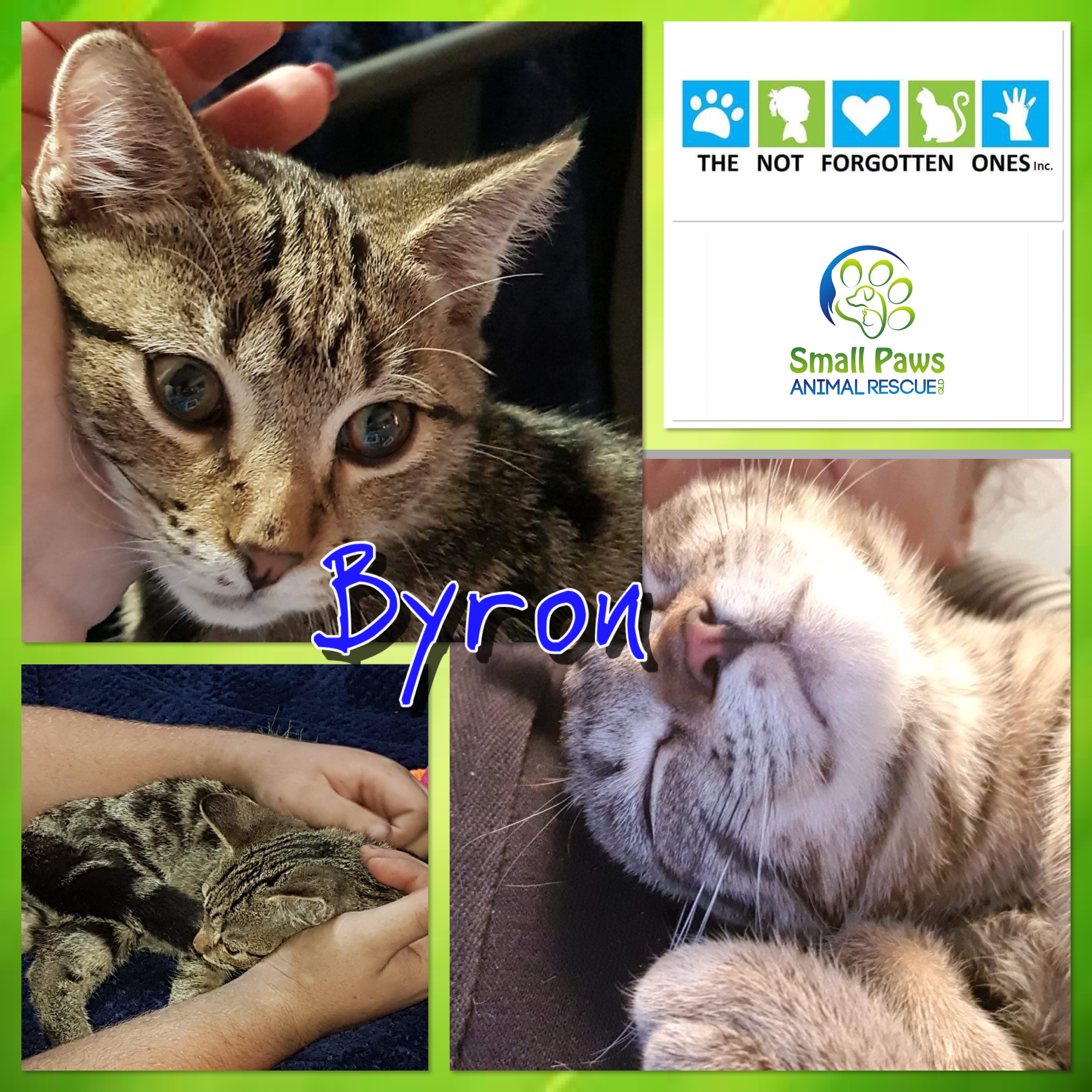 Byron - Male Domestic Short Hair Cat in QLD - PetRescue