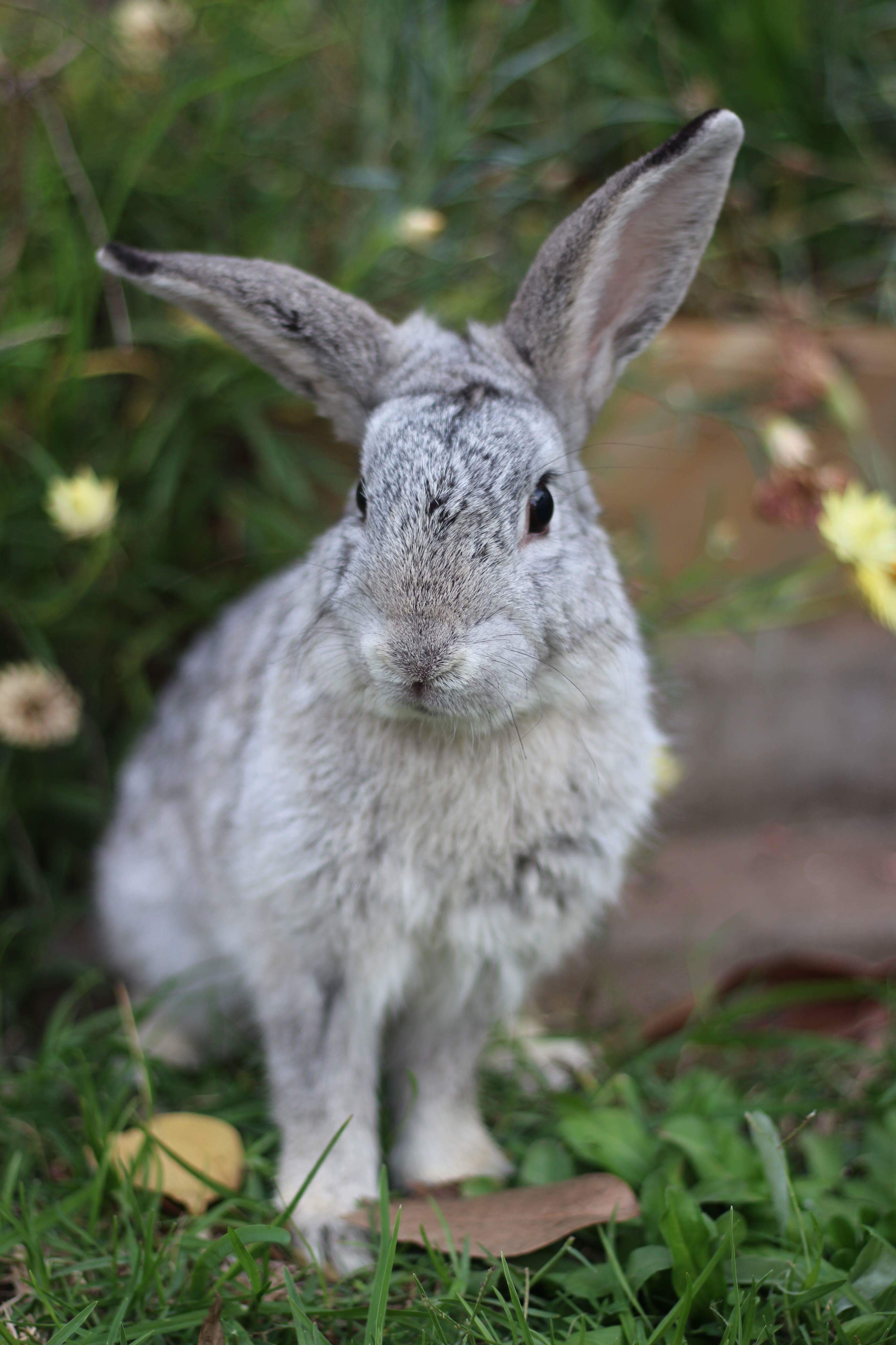 Matty - Male Mix Rabbit in NSW - PetRescue