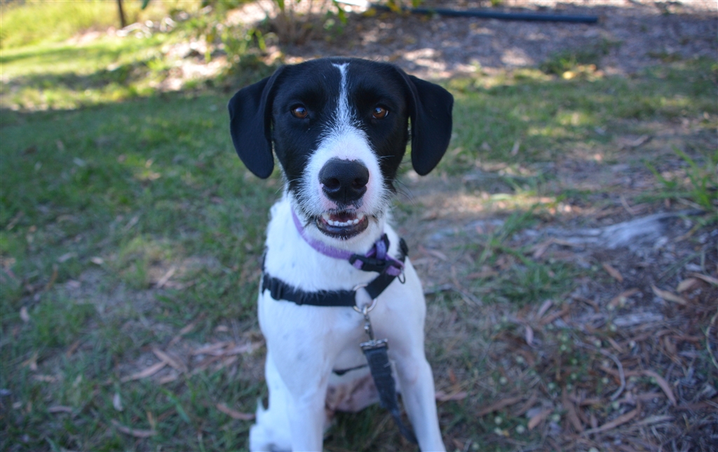 Penelope - Medium Female German Wirehaired Pointer Mix Dog in QLD ...
