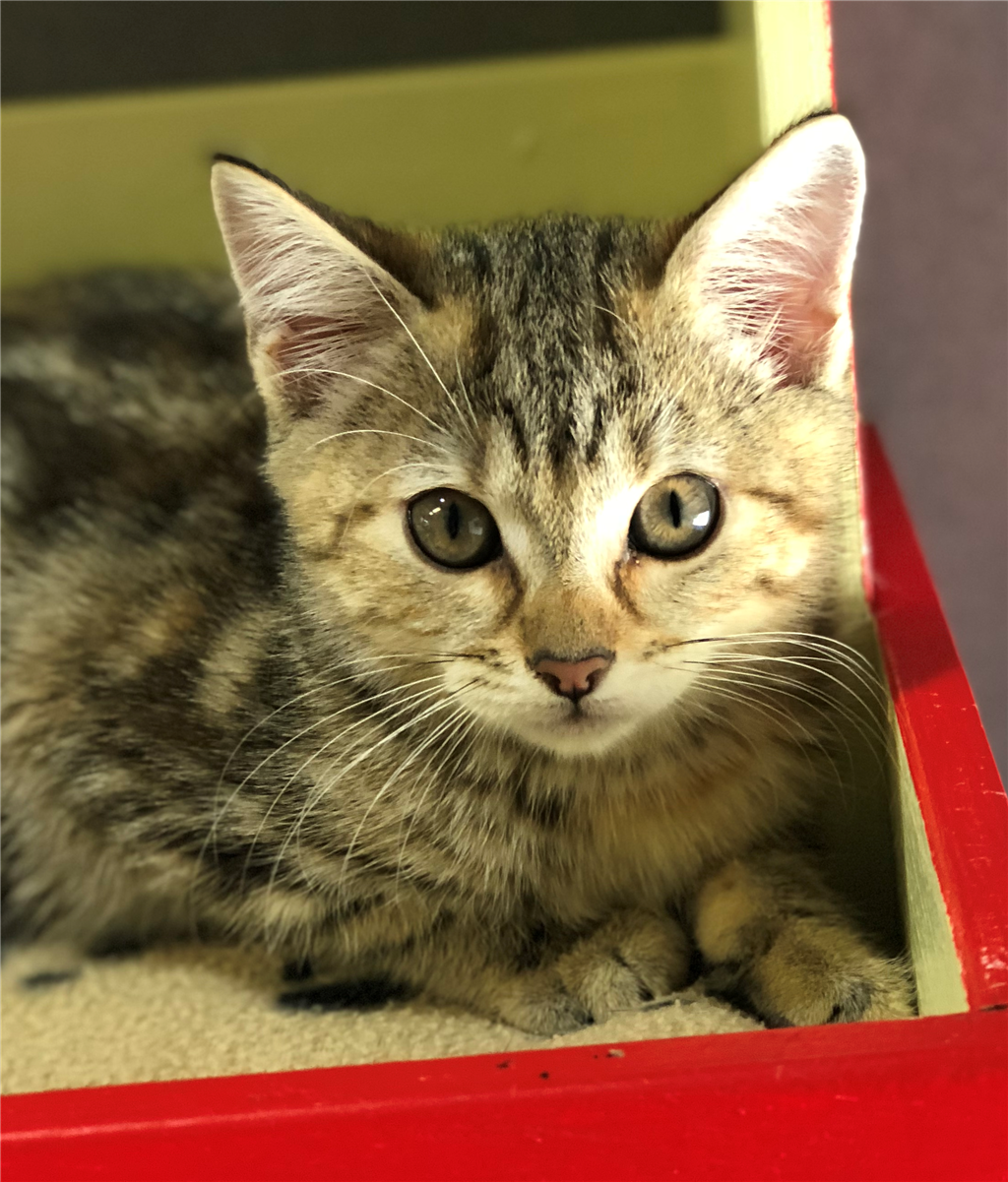 Metallah - Female Domestic Short Hair x Siamese Mix Cat in QLD - PetRescue