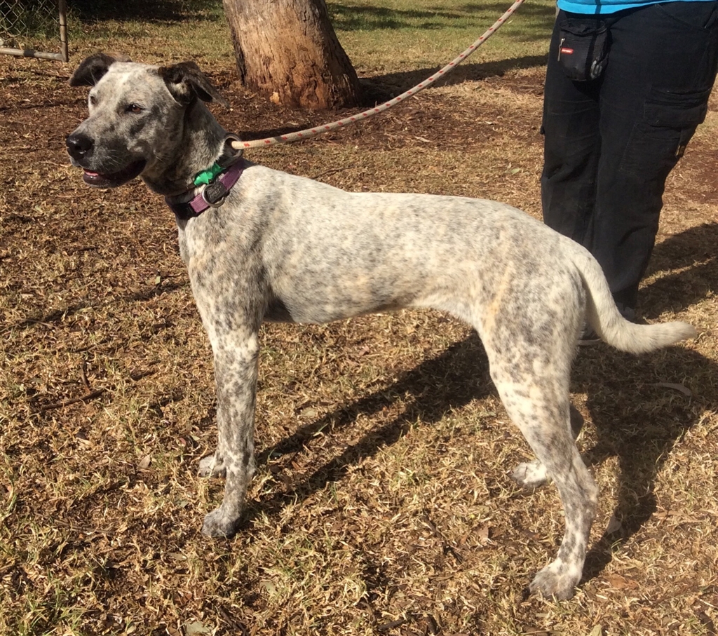 Daphne - Medium Female Australian Cattle Dog x English Pointer Mix Dog ...