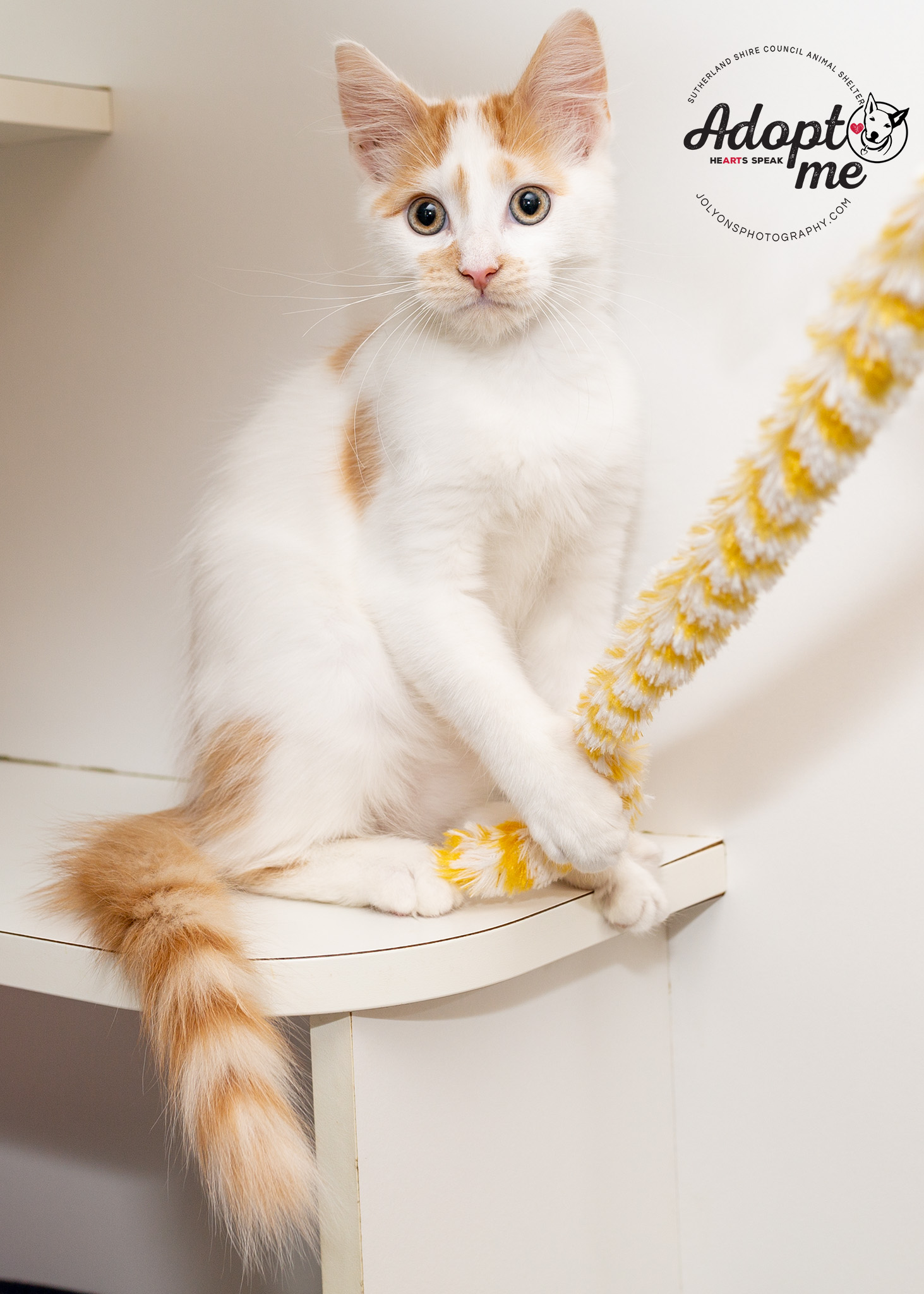 Apricot - Male Domestic Short Hair Cat in NSW - PetRescue