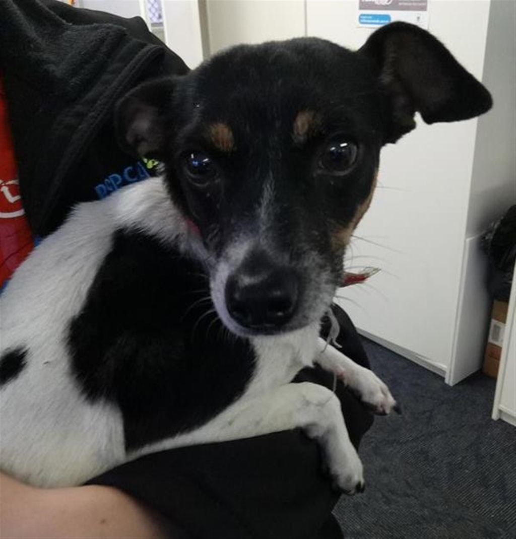 Lolly - Small Female Miniature Fox Terrier Mix Dog in QLD - PetRescue