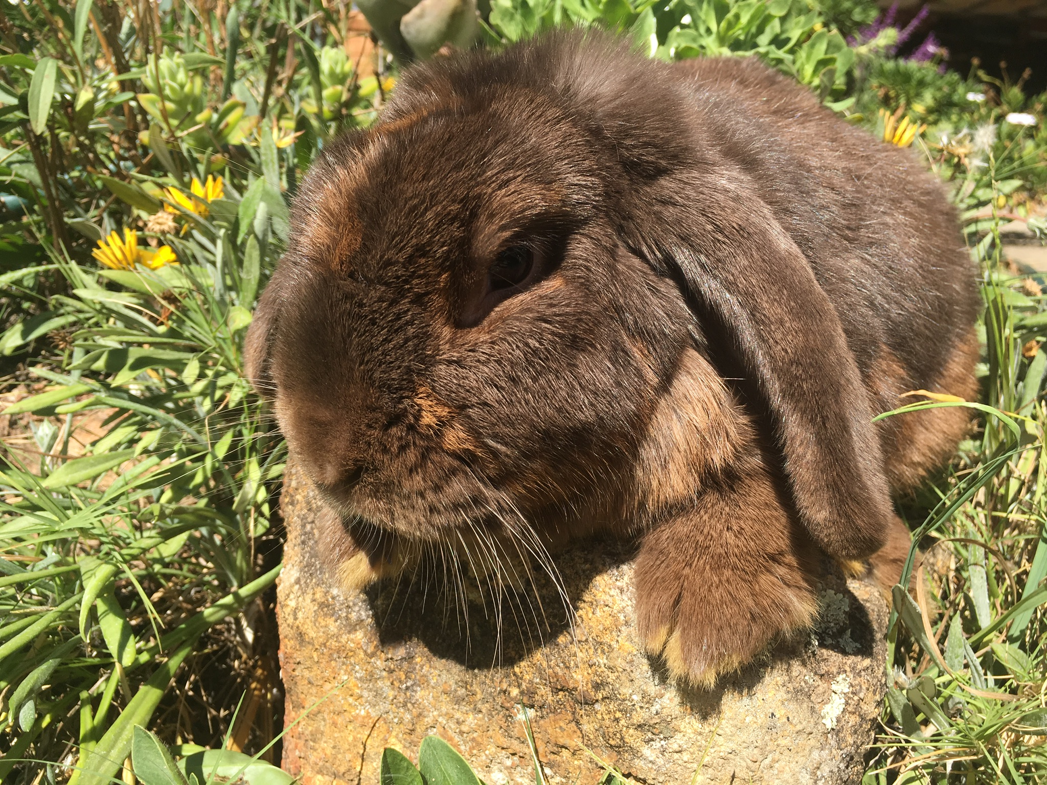 Mumford - Male Rabbit in NSW - PetRescue