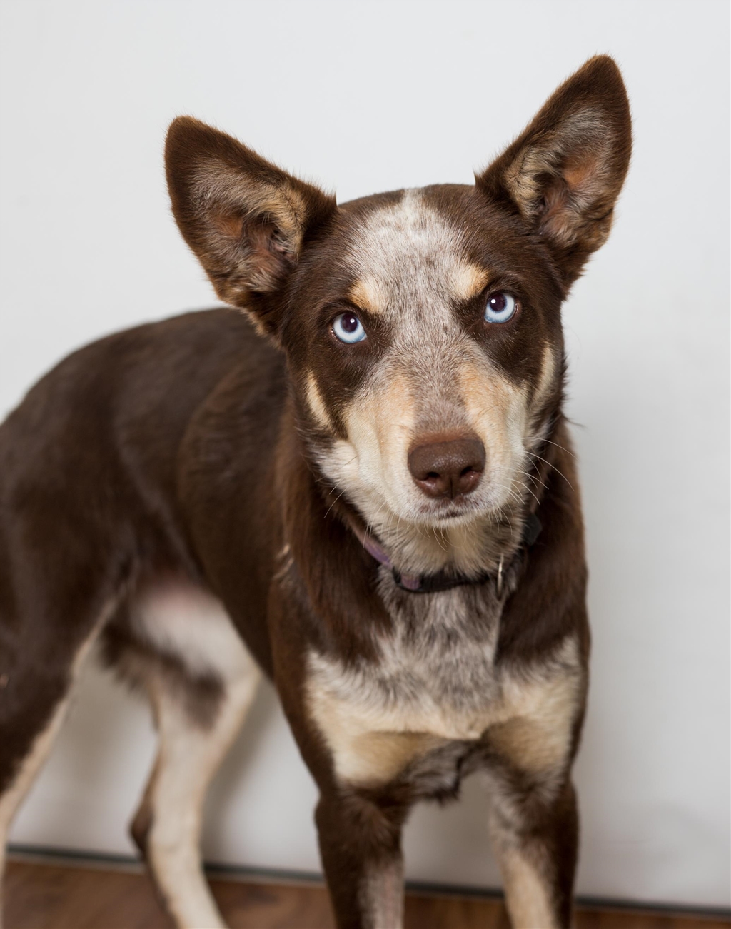 Tilly - Medium Female Australian Koolie Mix Dog in QLD - PetRescue