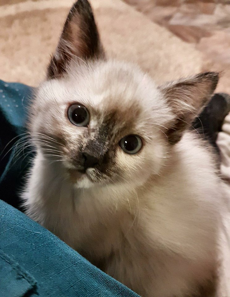 Misty - Female Ragdoll Mix Cat in QLD - PetRescue